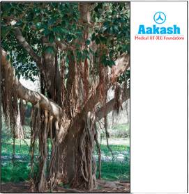 Roots: Function, Modifications & Examples | AESL